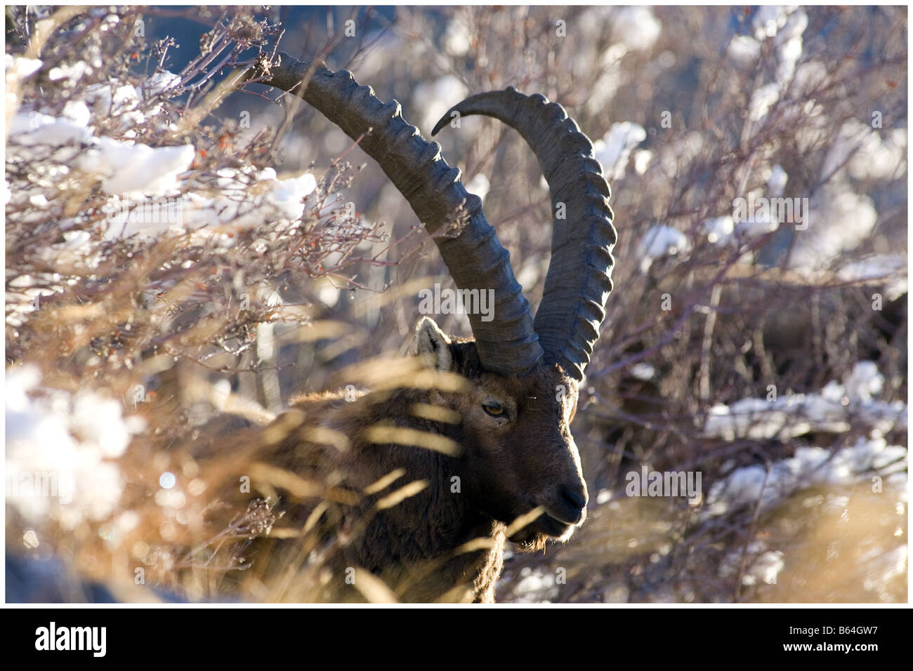 Close up alpine ibex in hi-res stock photography and images - Alamy