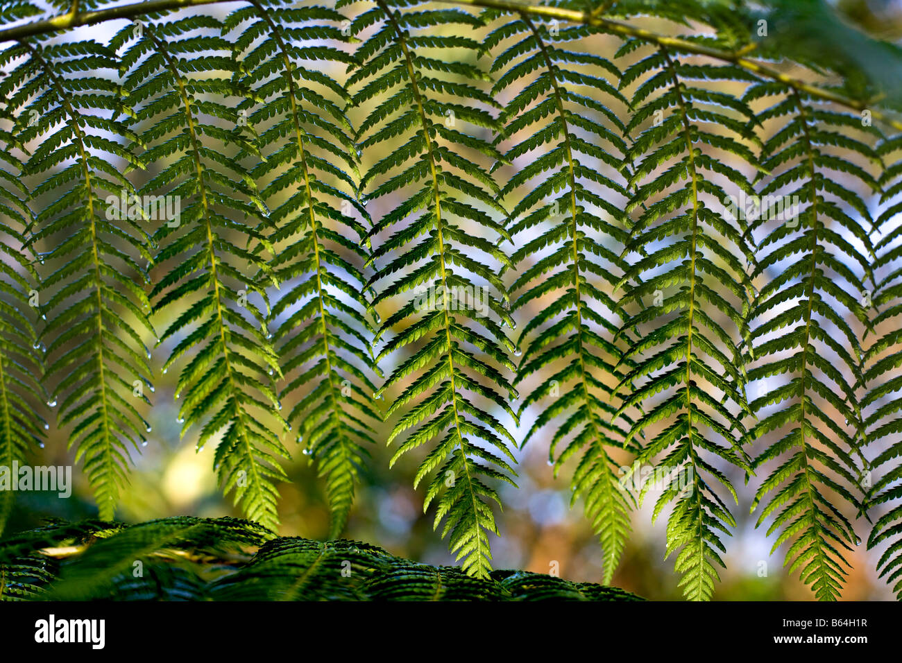 Tree fern fronds hi-res stock photography and images - Alamy
