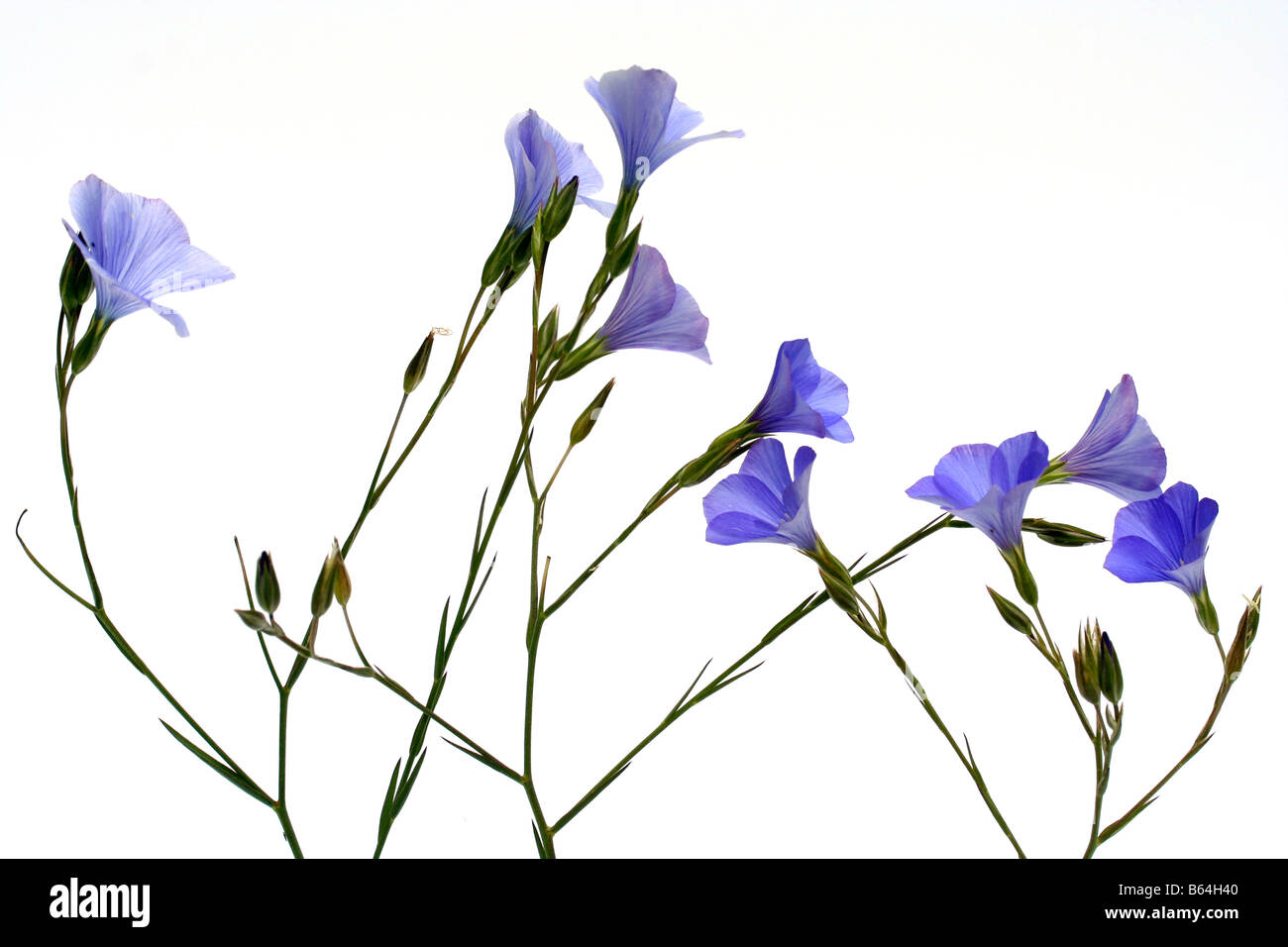 Common flax Linum usitatissimum Stock Photo - Alamy