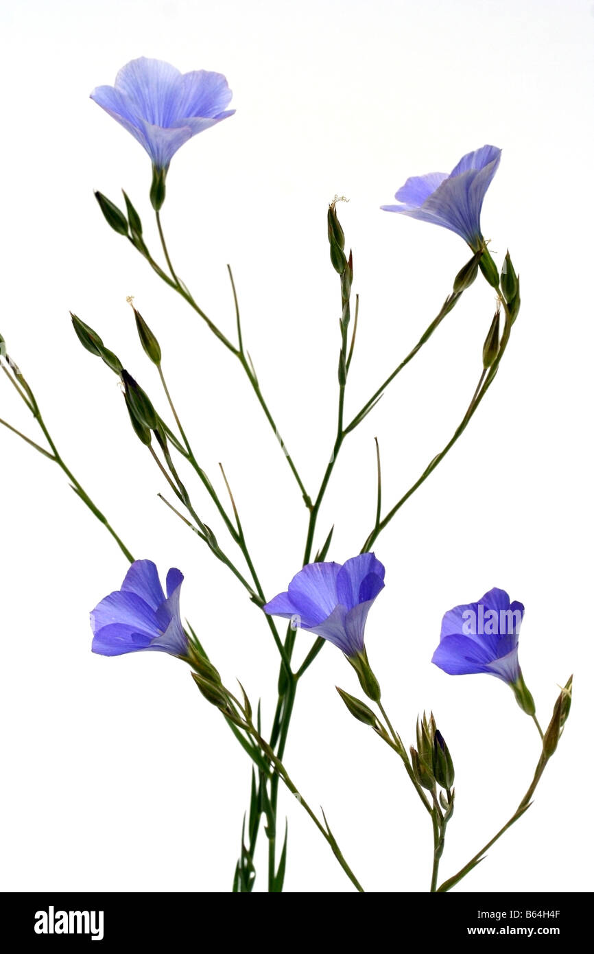 Common flax Linum usitatissimum Stock Photo - Alamy