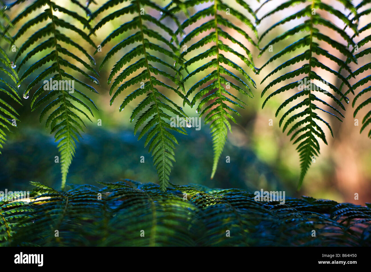 Tree fern fronds hi-res stock photography and images - Alamy