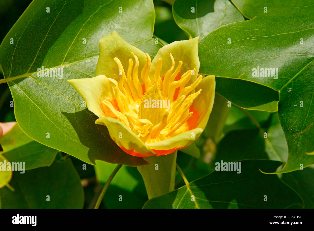 Royal Botanic Gardens Kew in Richmond London England Tulip tree ...