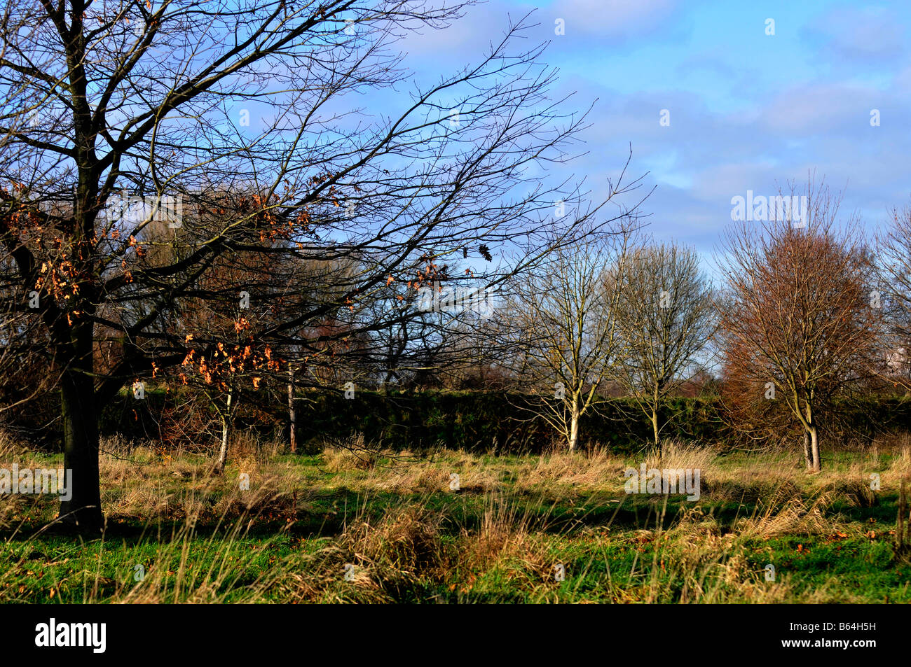trees in overgrown field Stock Photo - Alamy