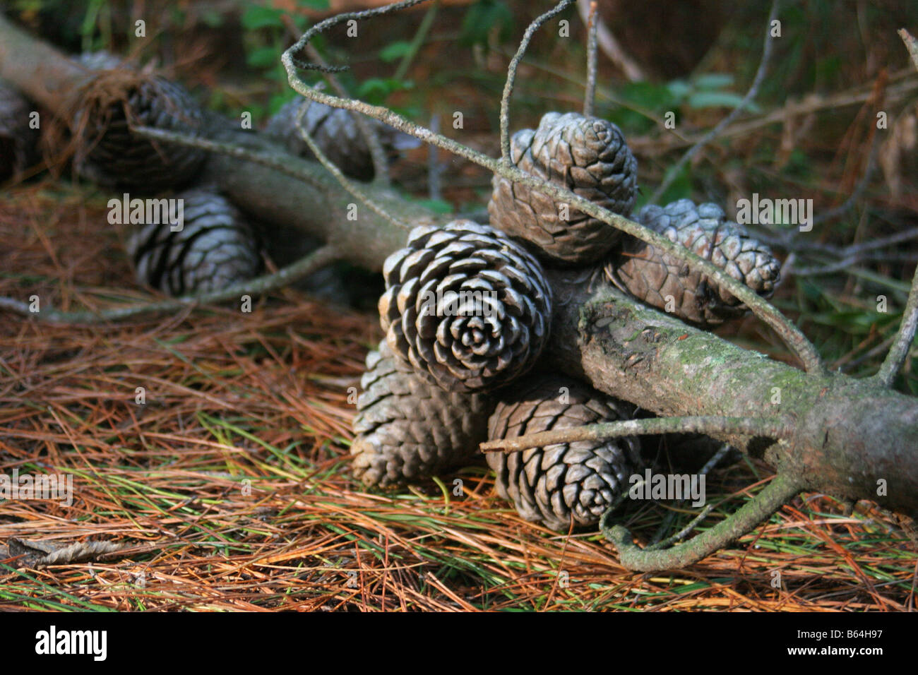 Acorns on a pine tree branch in Juanar Forest, Andalucia Spain Stock ...