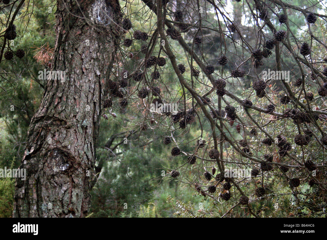 Pine tree in Juanar natural reserve, Andalucia, Spain Stock Photo - Alamy