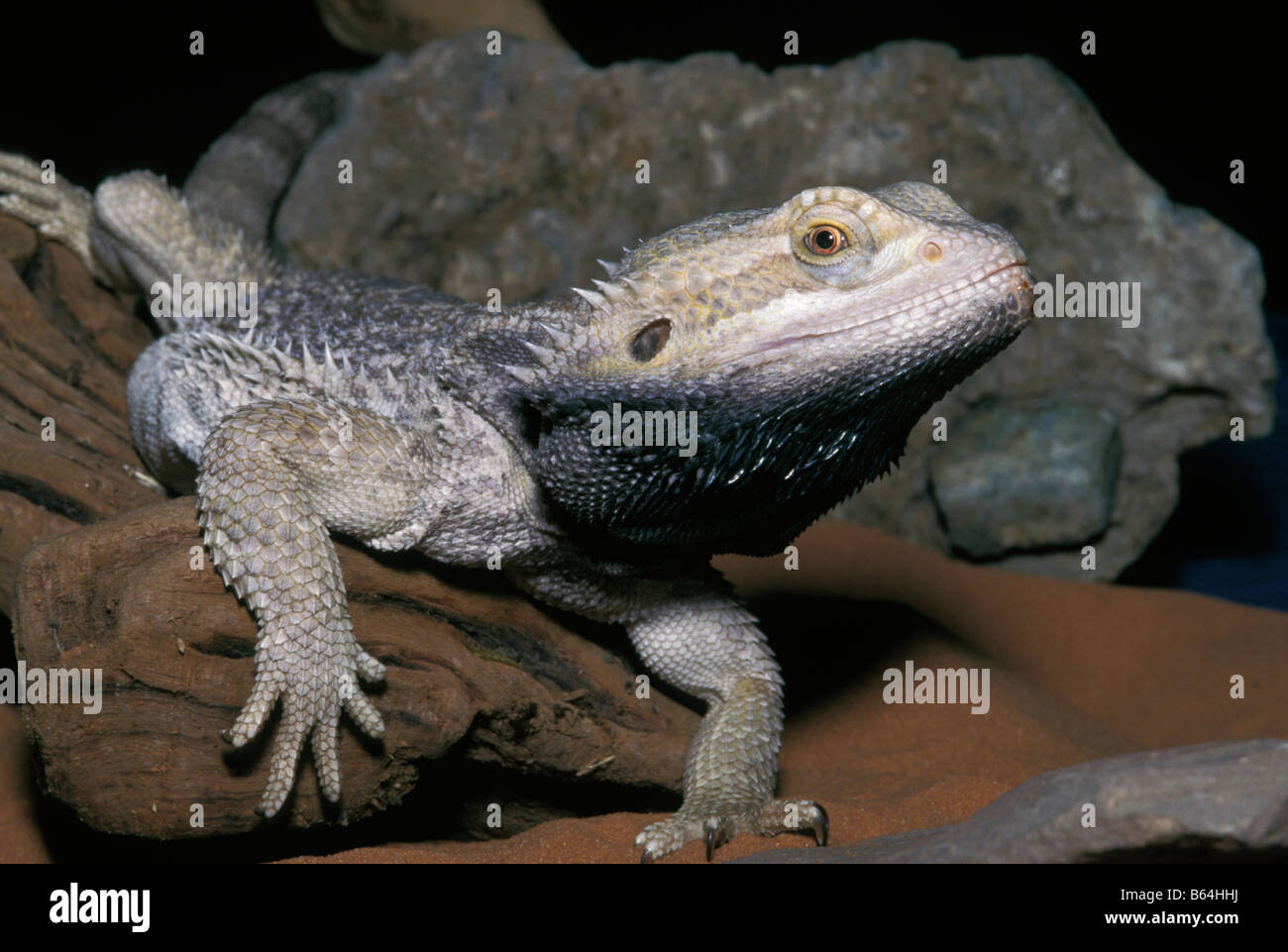 Bearded dragon lizard on rock Stock Photo - Alamy