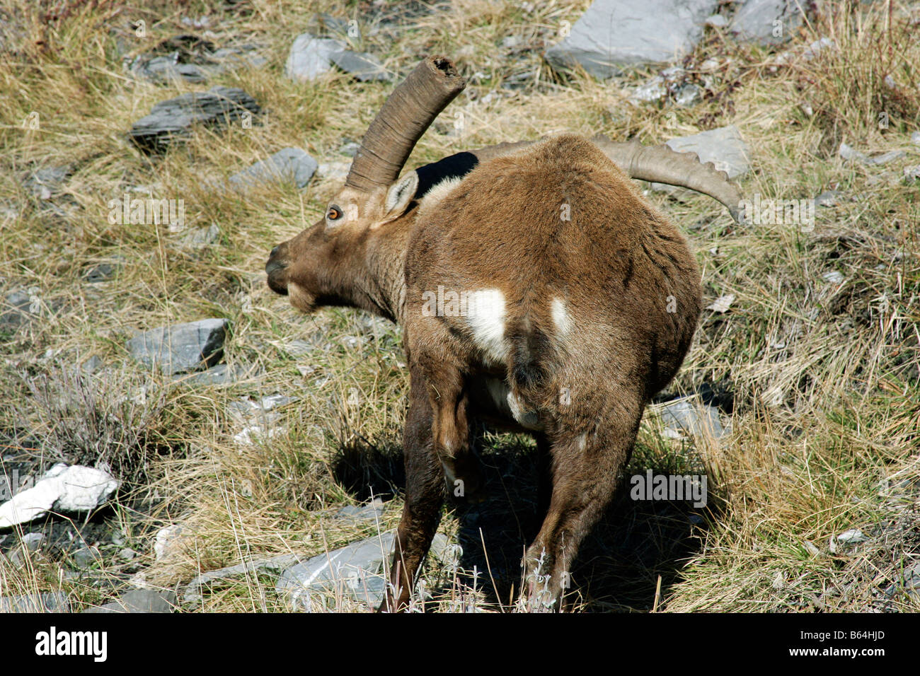 Ibex Horn High Resolution Stock Photography and Images - Alamy