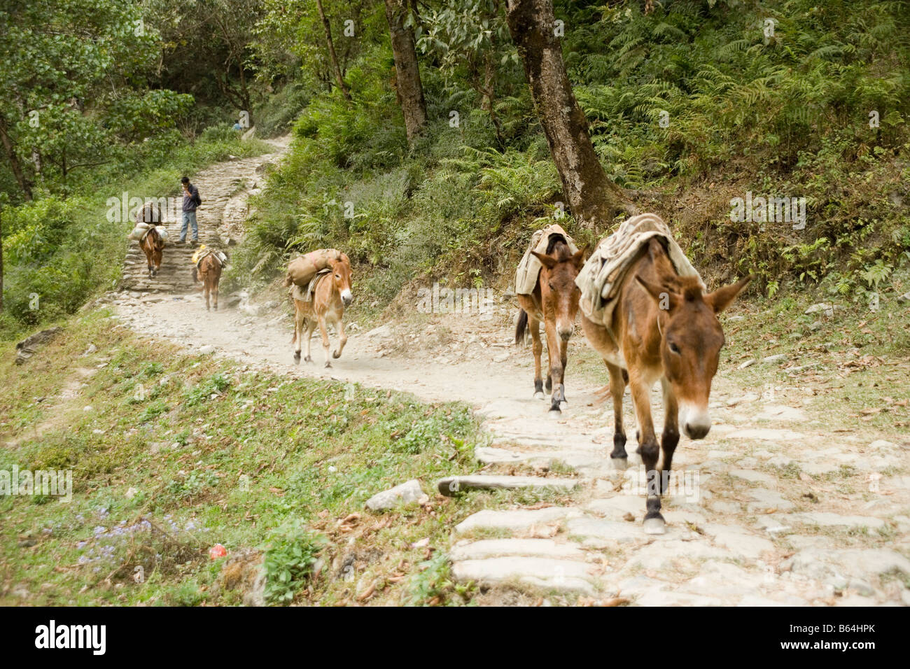 Mule train carrying goods in the Modi River valley in the Annapurna ...