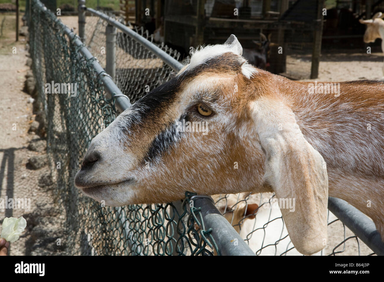 Billy the goat hi-res stock photography and images - Alamy