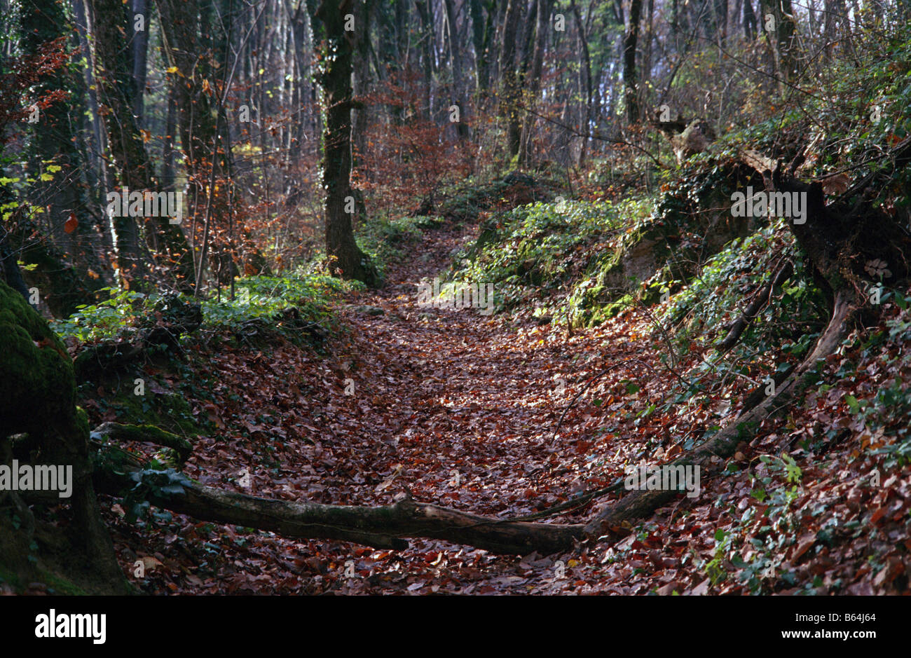 Forest path in fall season Stock Photo - Alamy