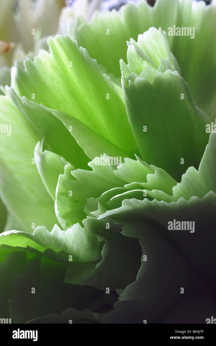 Plant name hi-res stock photography and images - Alamy