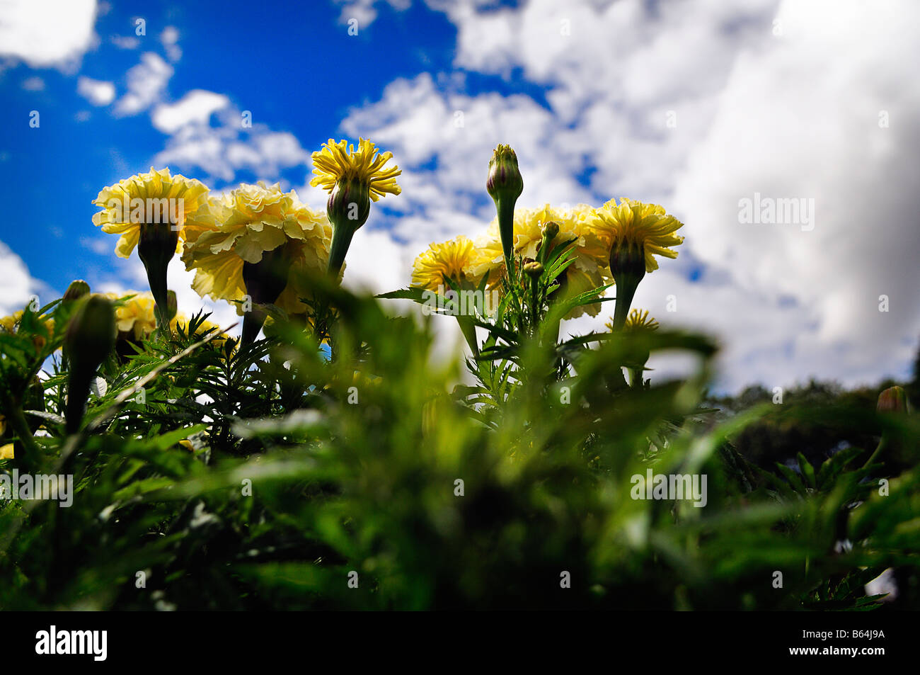 Worms eye view flowers hi-res stock photography and images - Alamy