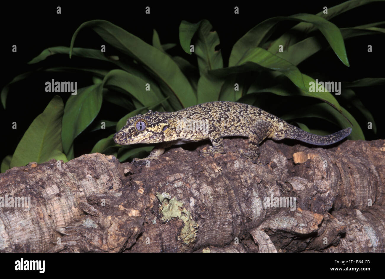 Gargoyle gecko on tree limb Stock Photo - Alamy