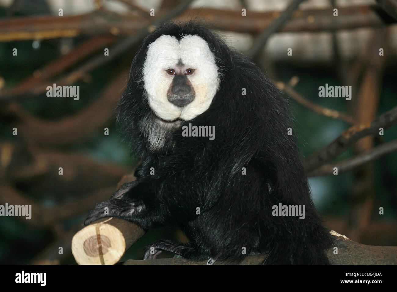 Portrait of a White Faced Saki Monkey Pithecia Pithecia also known as ...