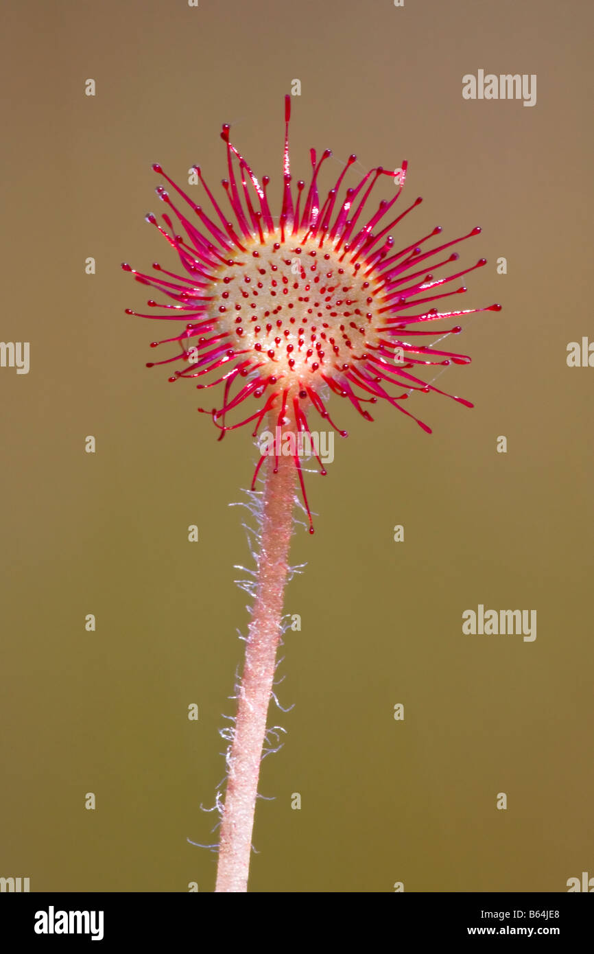 Sundew plant hi-res stock photography and images - Alamy