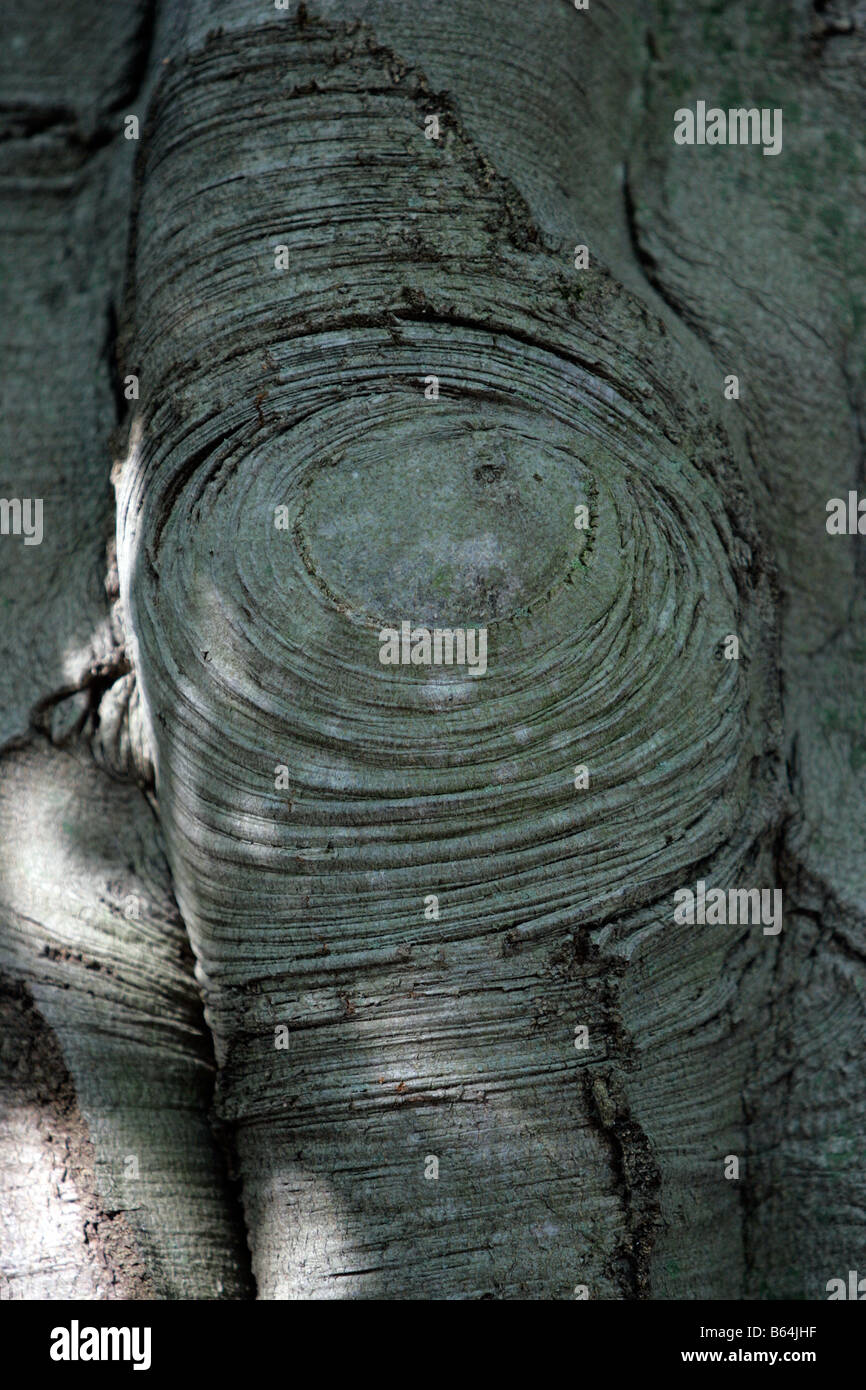 Tree ring hi-res stock photography and images - Alamy