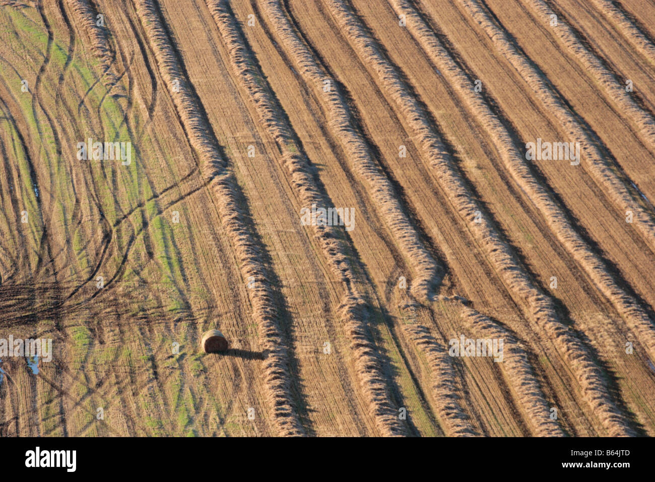 Aerial view of diagonal lines of golden harvested wheat straw, bales ...
