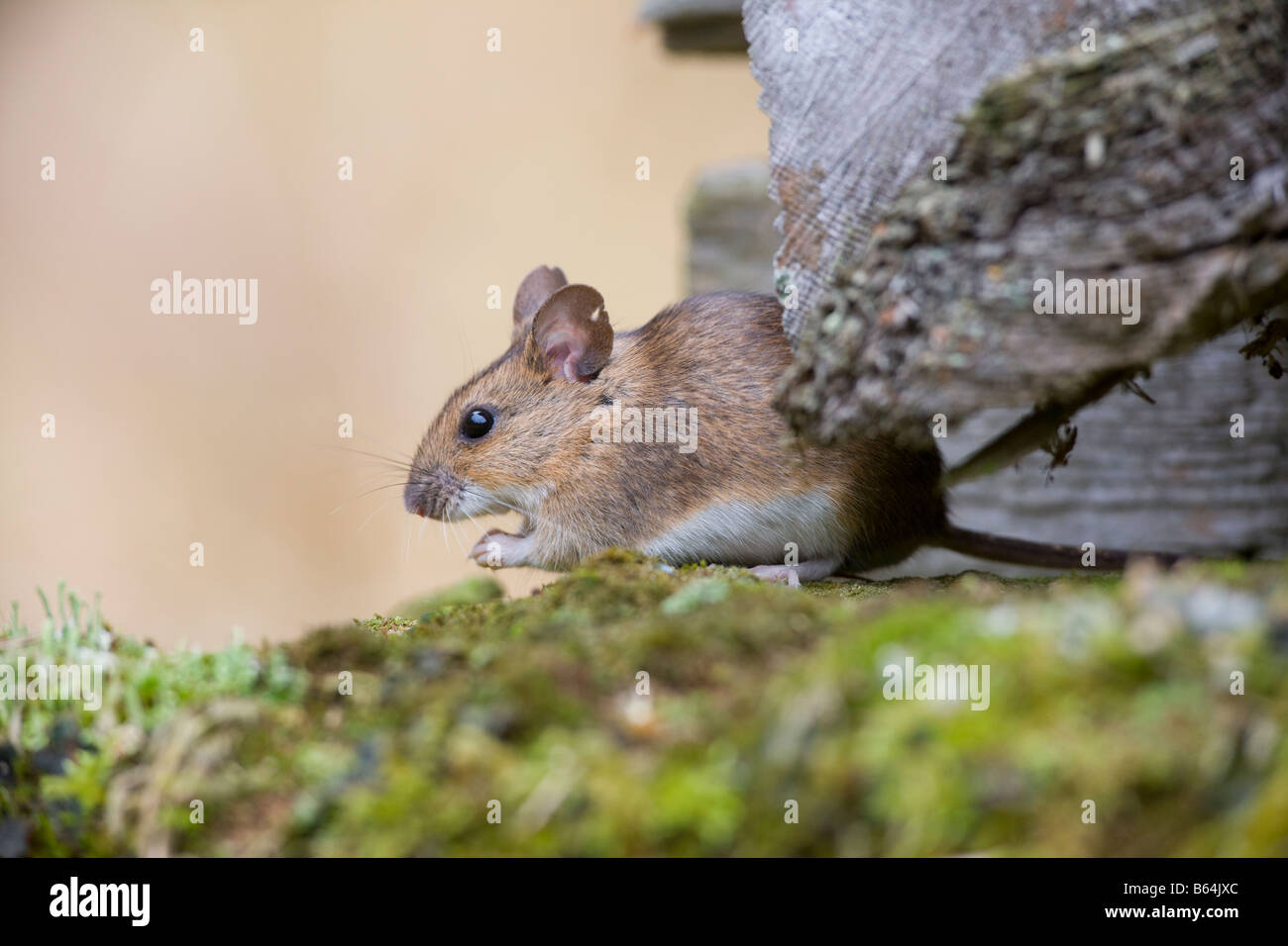Woodland mammal feeding hi-res stock photography and images - Alamy