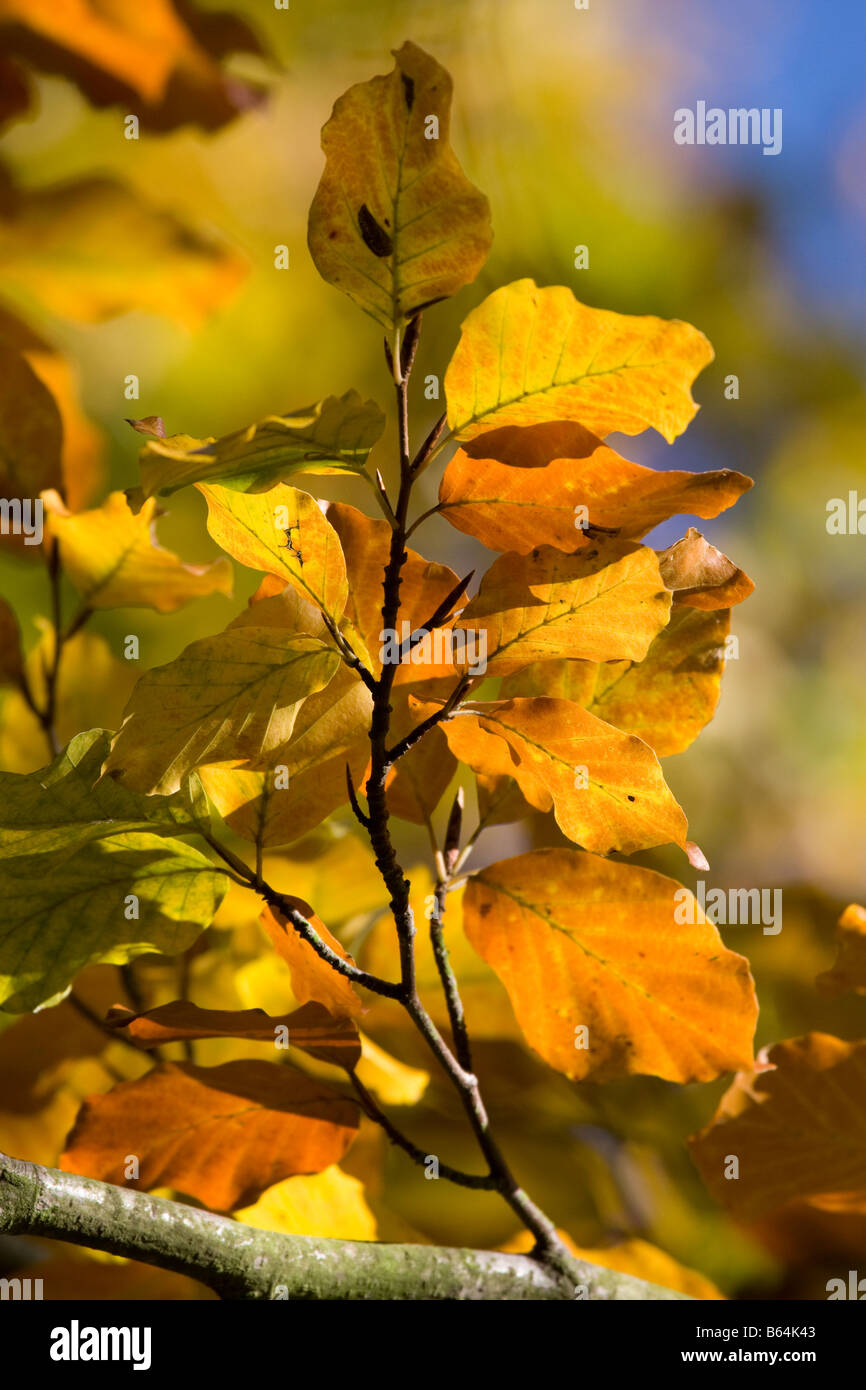 Copper beech hedges hi-res stock photography and images - Alamy