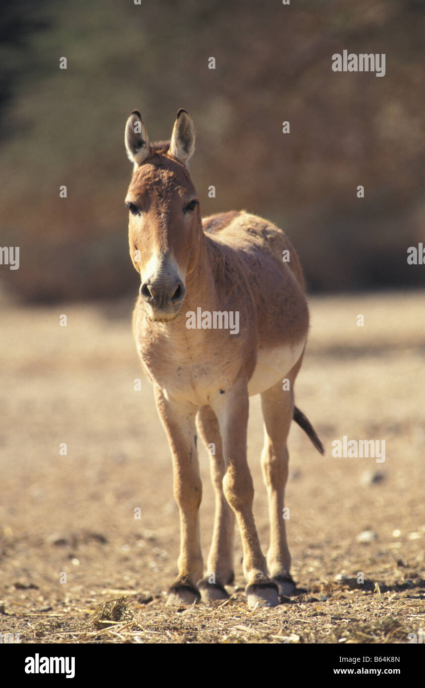 Persian onager wild ass standing Stock Photo - Alamy