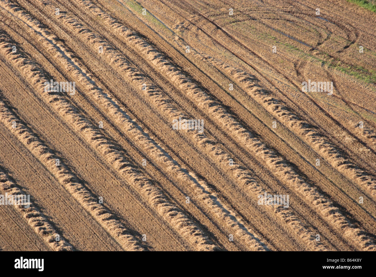 Aerial view of diagonal lines of golden harvested wheat straw and ...