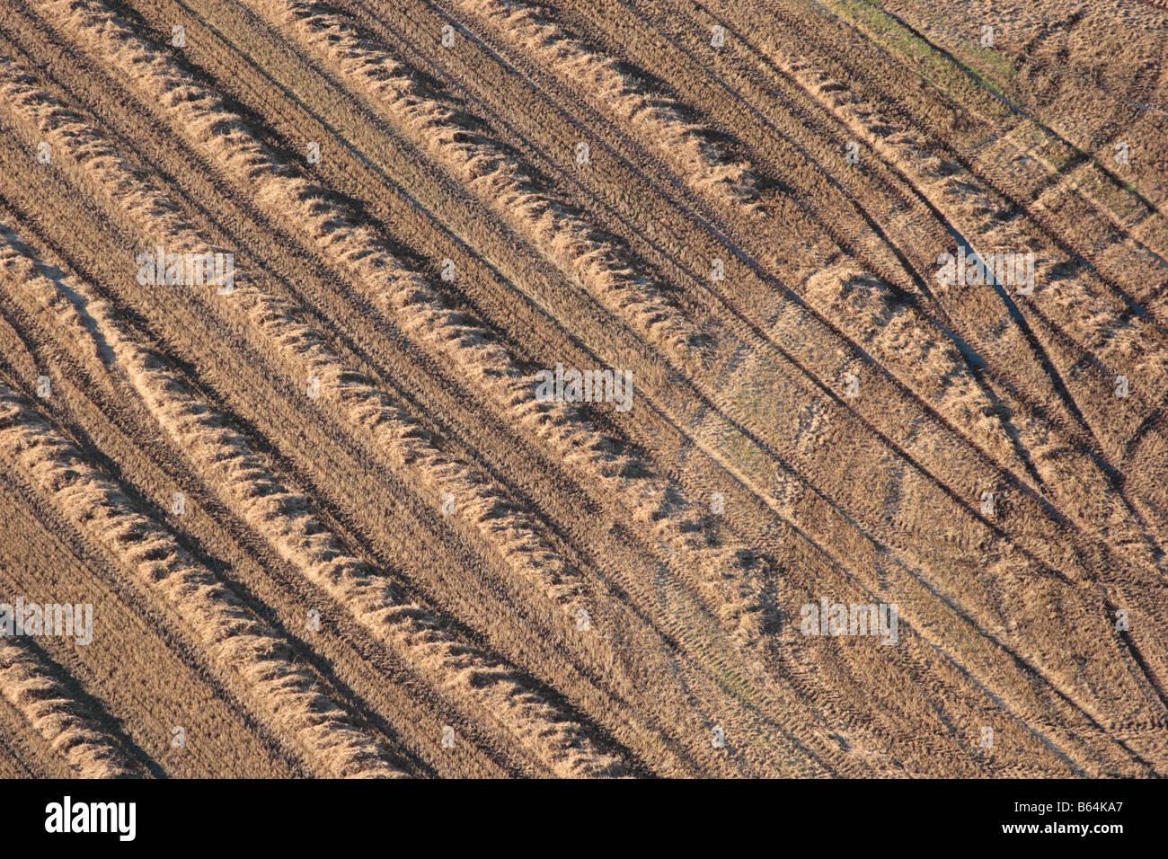 Aerial view of diagonal lines of golden harvested wheat straw and ...