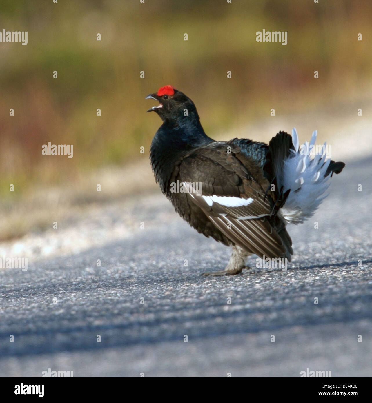 Male Black Grouse Stock Photo - Alamy