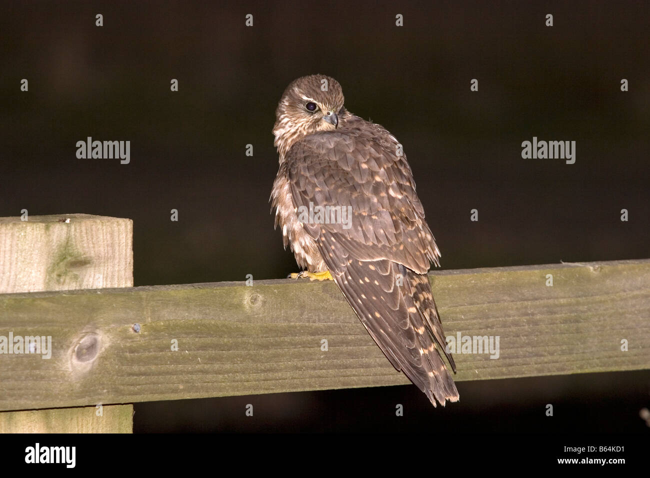 Merlin Falco columbarius Stock Photo - Alamy