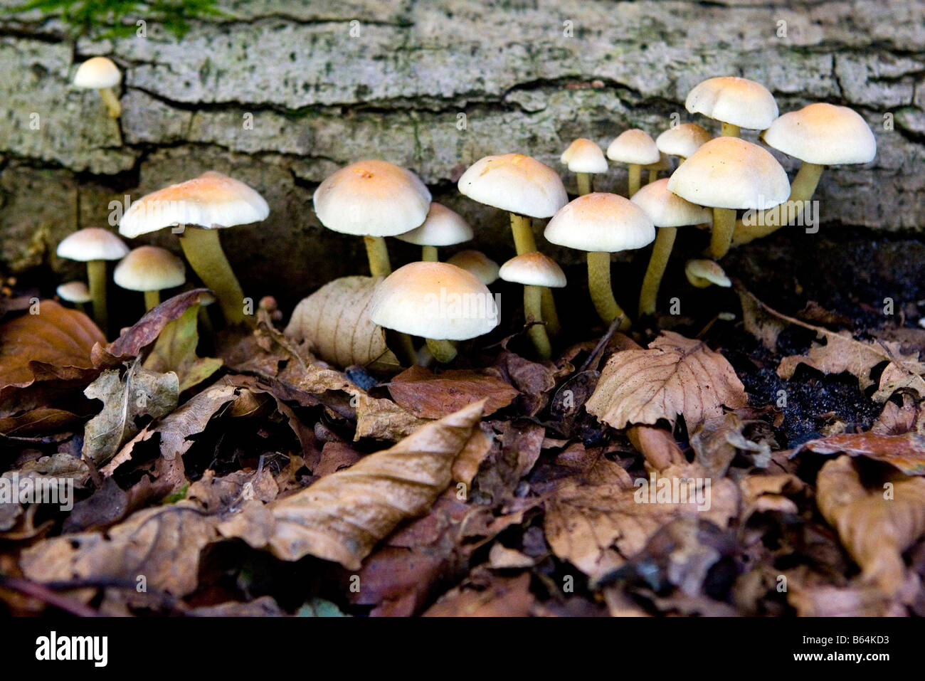 Mushrooms grow on fallen tree hi-res stock photography and images - Alamy