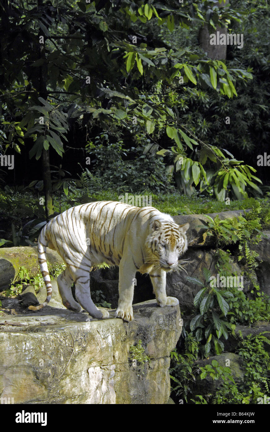 A WHITE TIGER IN SINGAPORE ZOO Stock Photo - Alamy