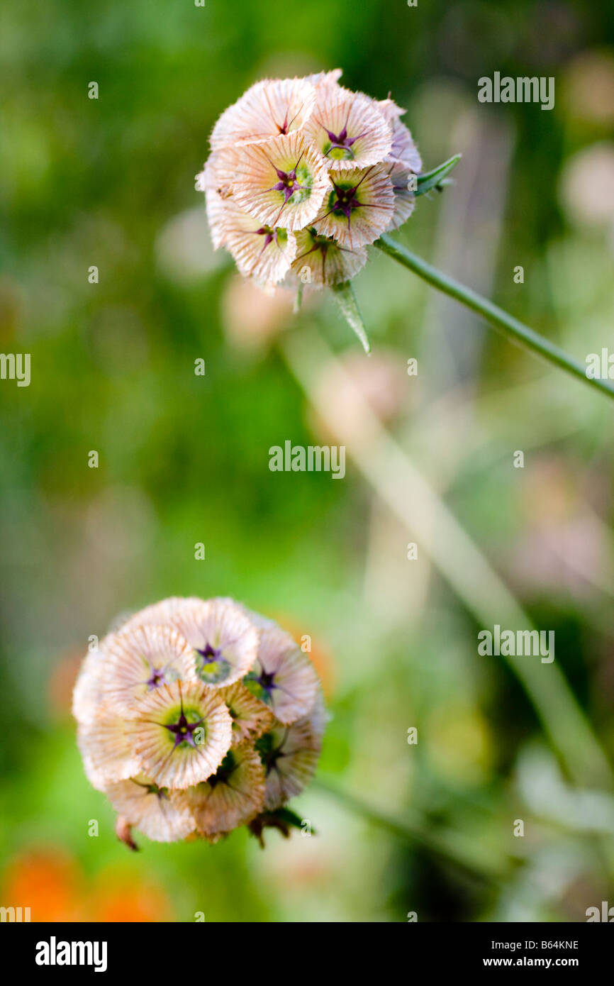 Moon flower hi-res stock photography and images - Alamy