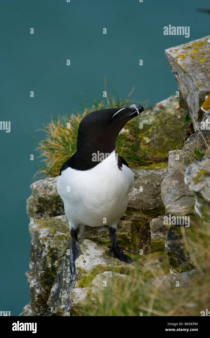 RAZORBILL ON CHALK CLIFFS Stock Photo - Alamy