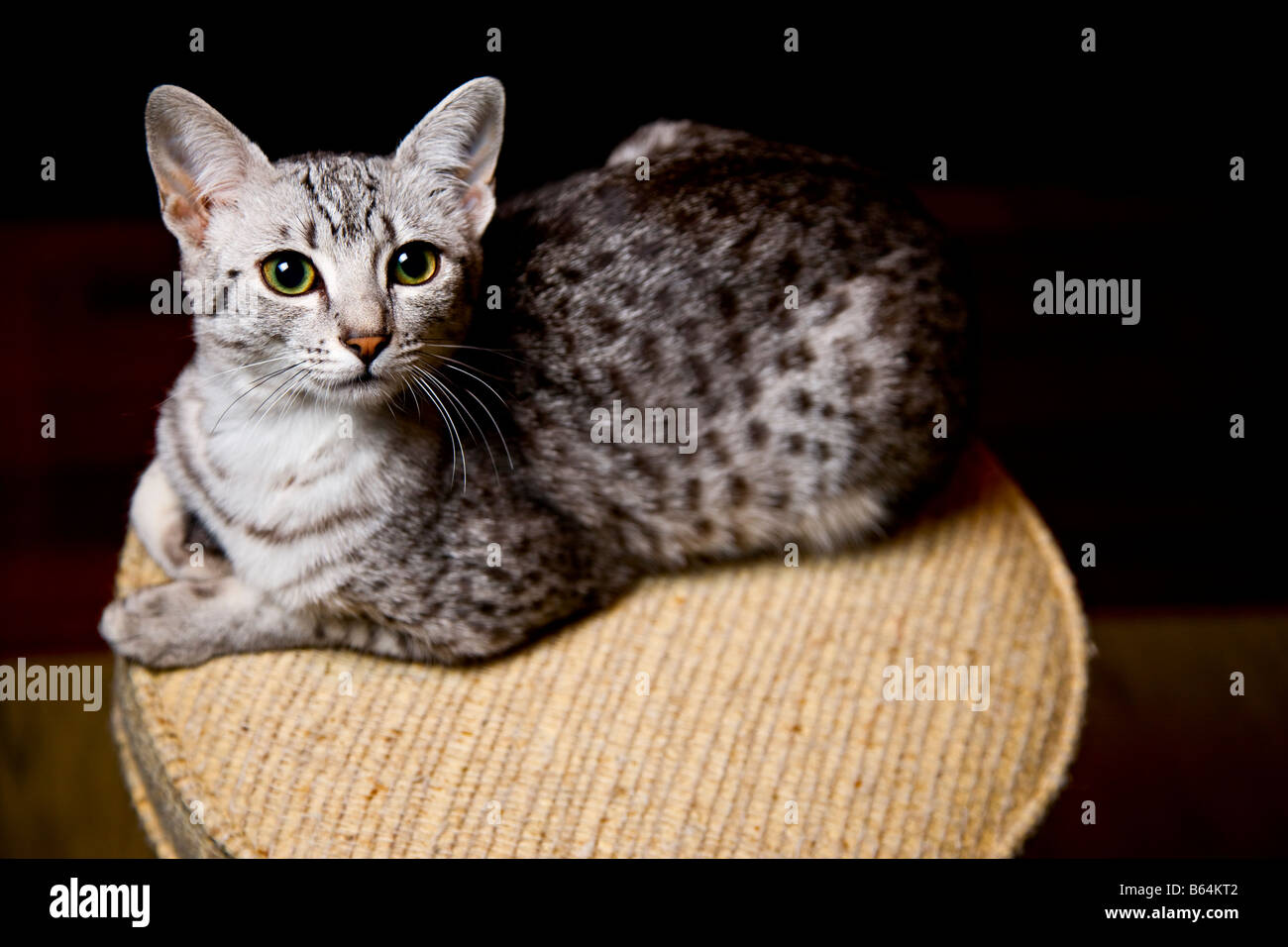 Egyptian Mau kitten portrait Stock Photo - Alamy
