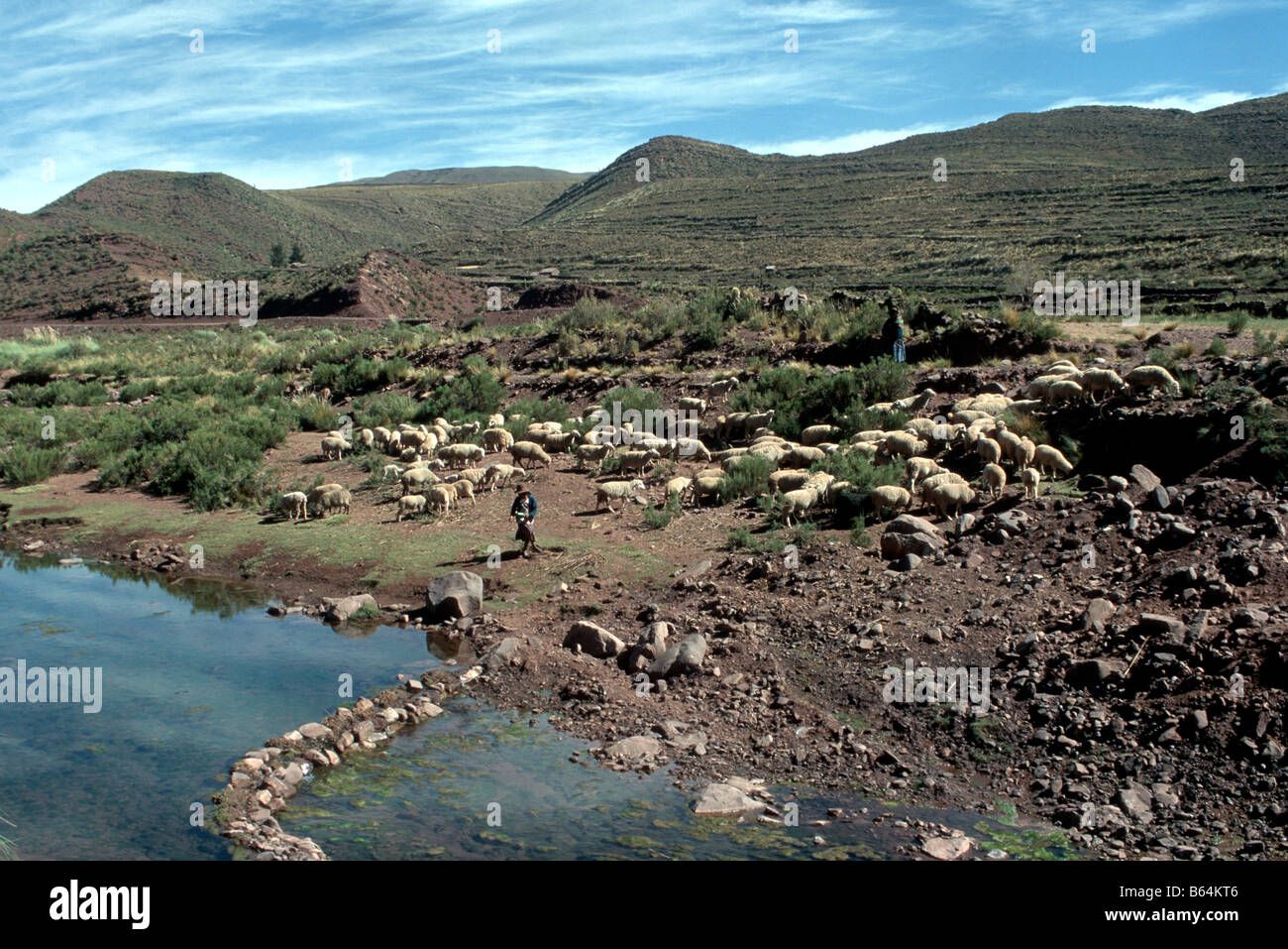 BOLIVIA NATIVE AYMARA FARMER GRAZING SHEEP AND LLAMAS AND ALPACAS IN ...
