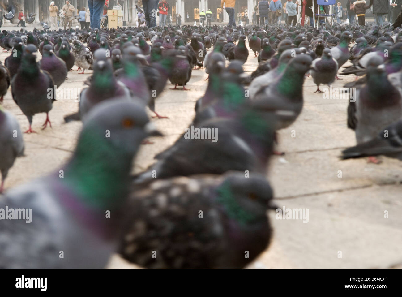 Pigeons and tourists on St. Mark's Square, Piazza San Marco Venice ...