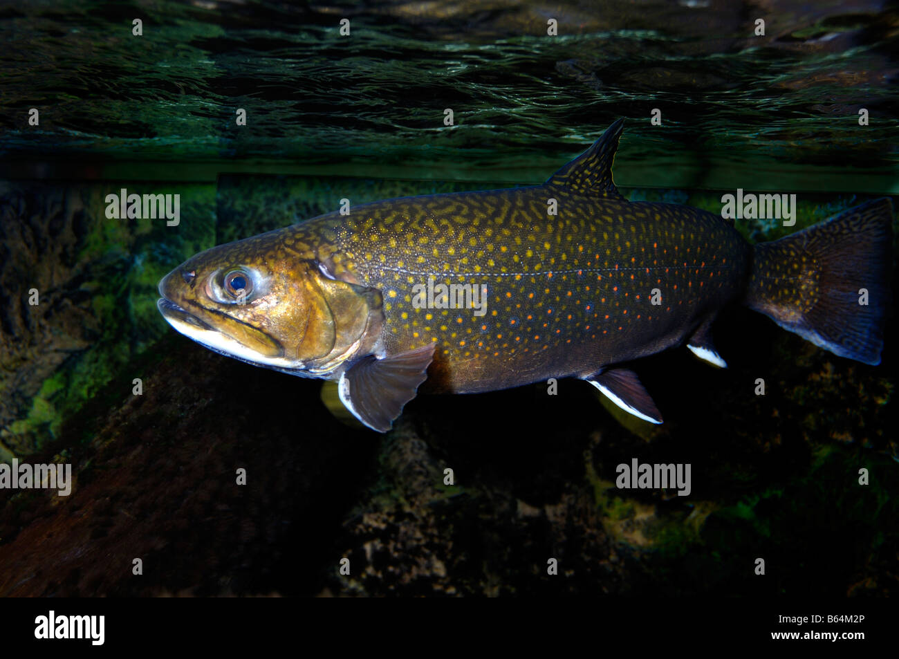 Salvelinus Fontinalis Stock Photos & Salvelinus Fontinalis Stock Images ...