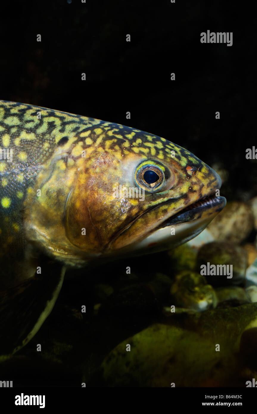 Brook trout Salvelinus fontinalis captive Stock Photo - Alamy