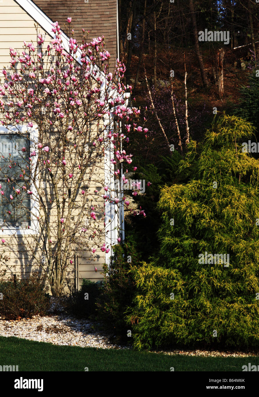 Shrubs against wall hi-res stock photography and images - Alamy