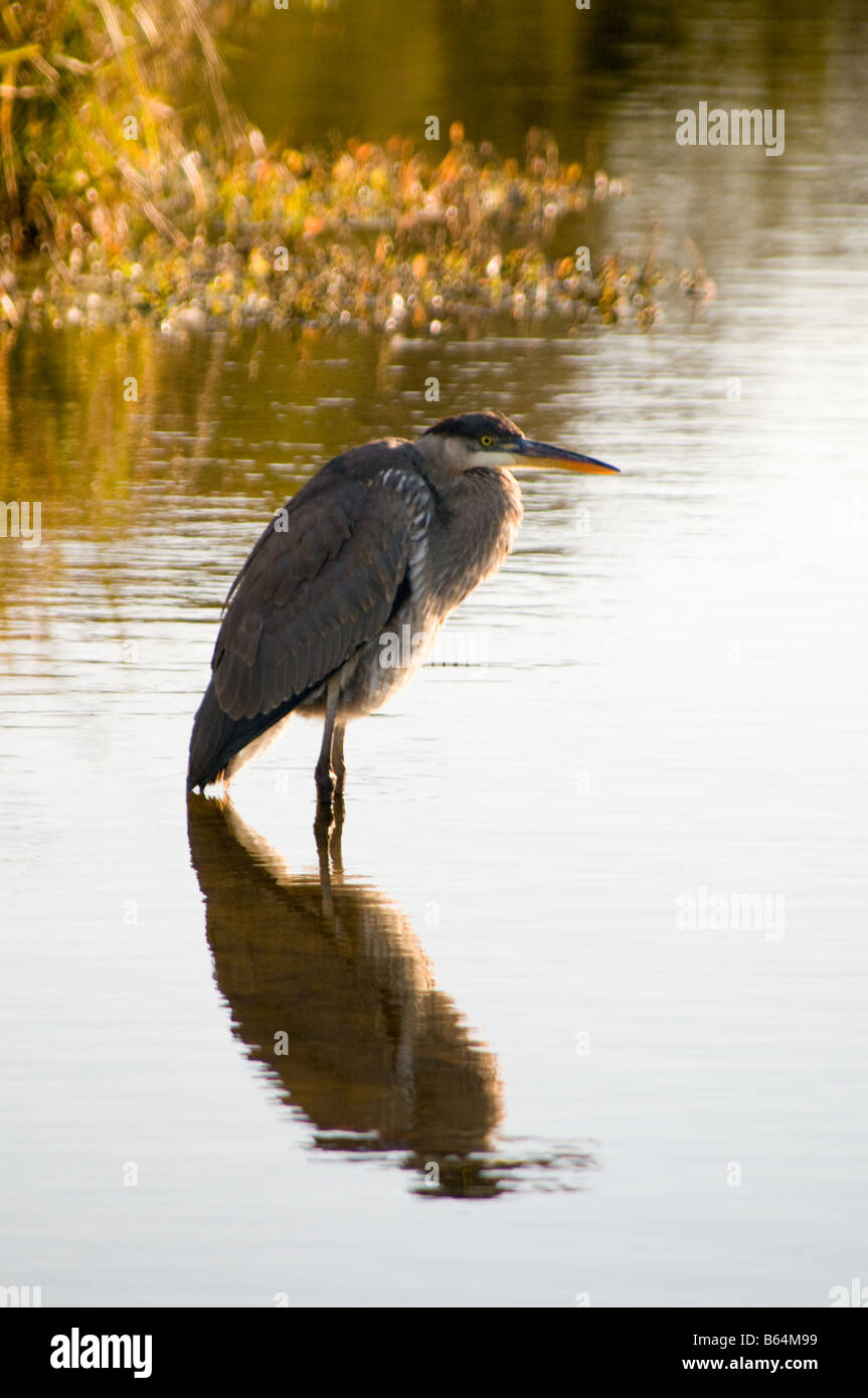 Herin bird hi-res stock photography and images - Alamy