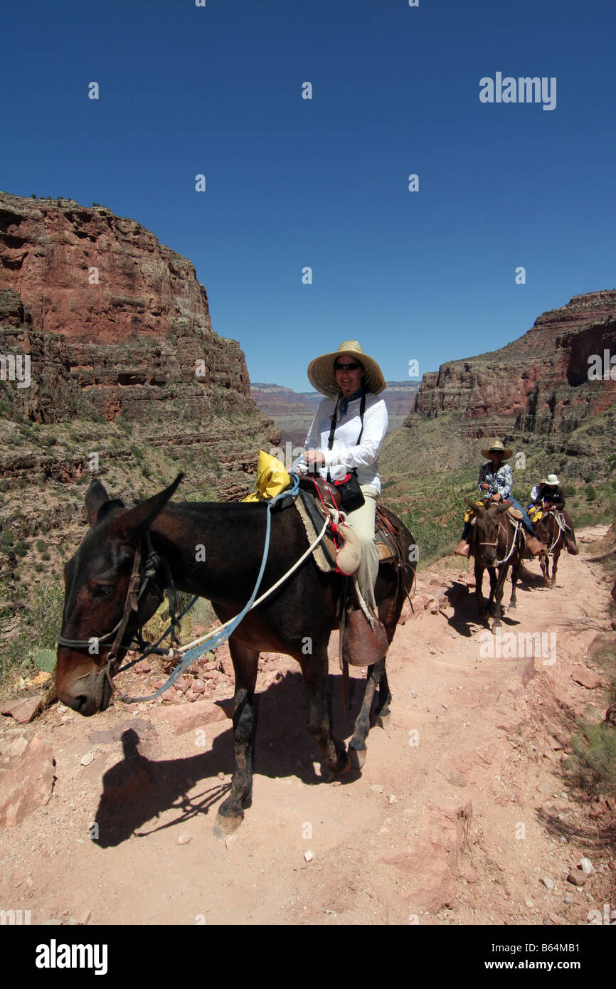 Mule trekking in the Grand Canyon, Arizona, USA. On the path of the ...