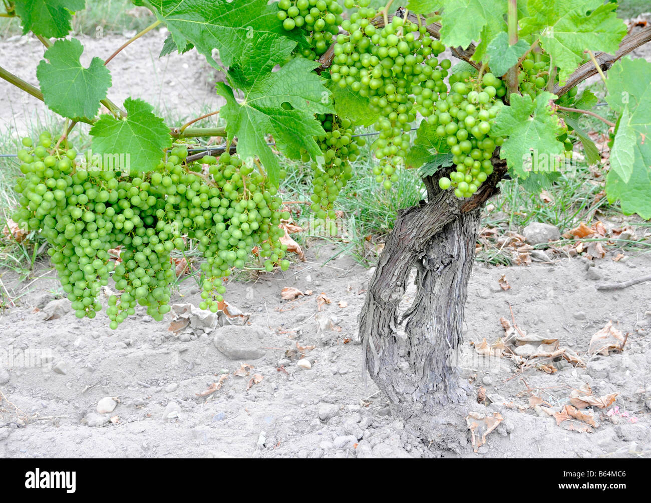 Grapevine, Bordeaux, France Stock Photo - Alamy