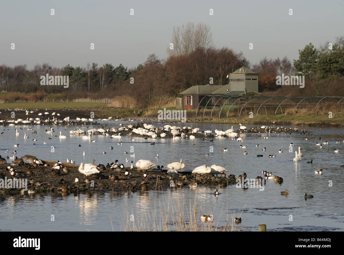 Martin Mere Wildfowl and Wetlands Trust Nature Reserve in Lancashire ...