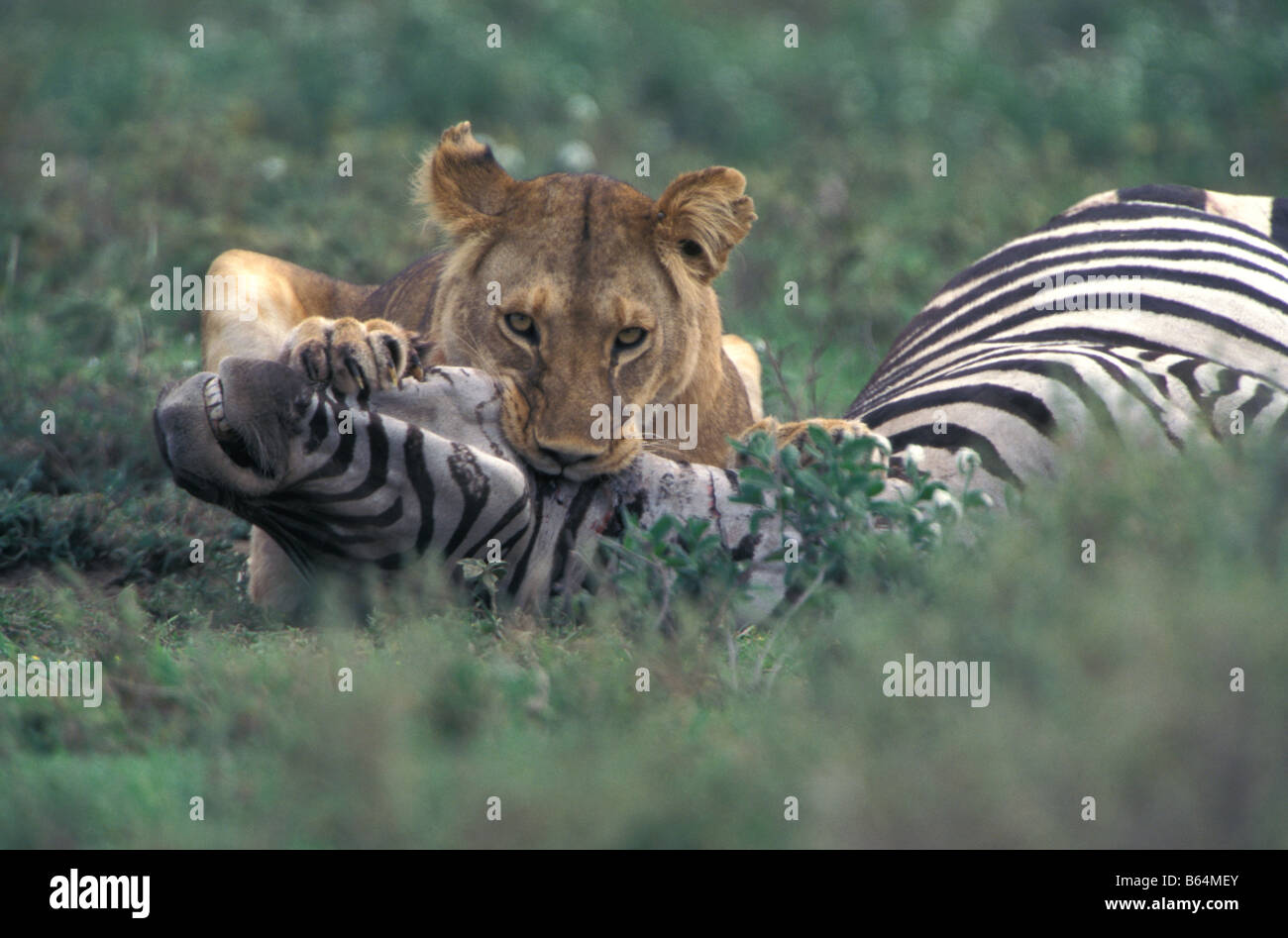 African lion with zebra kill Stock Photo - Alamy