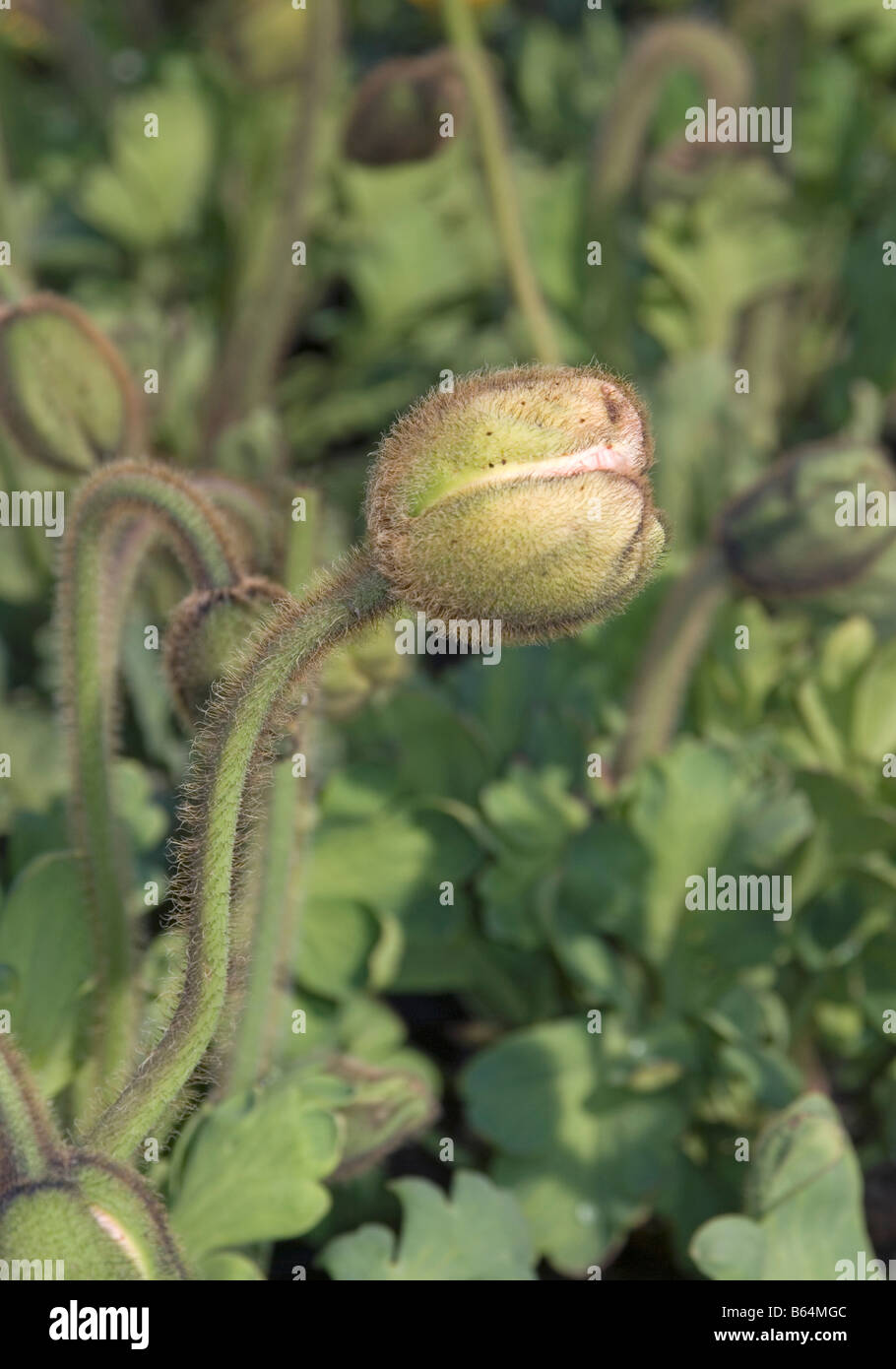 oriental poppy flower bud Stock Photo - Alamy