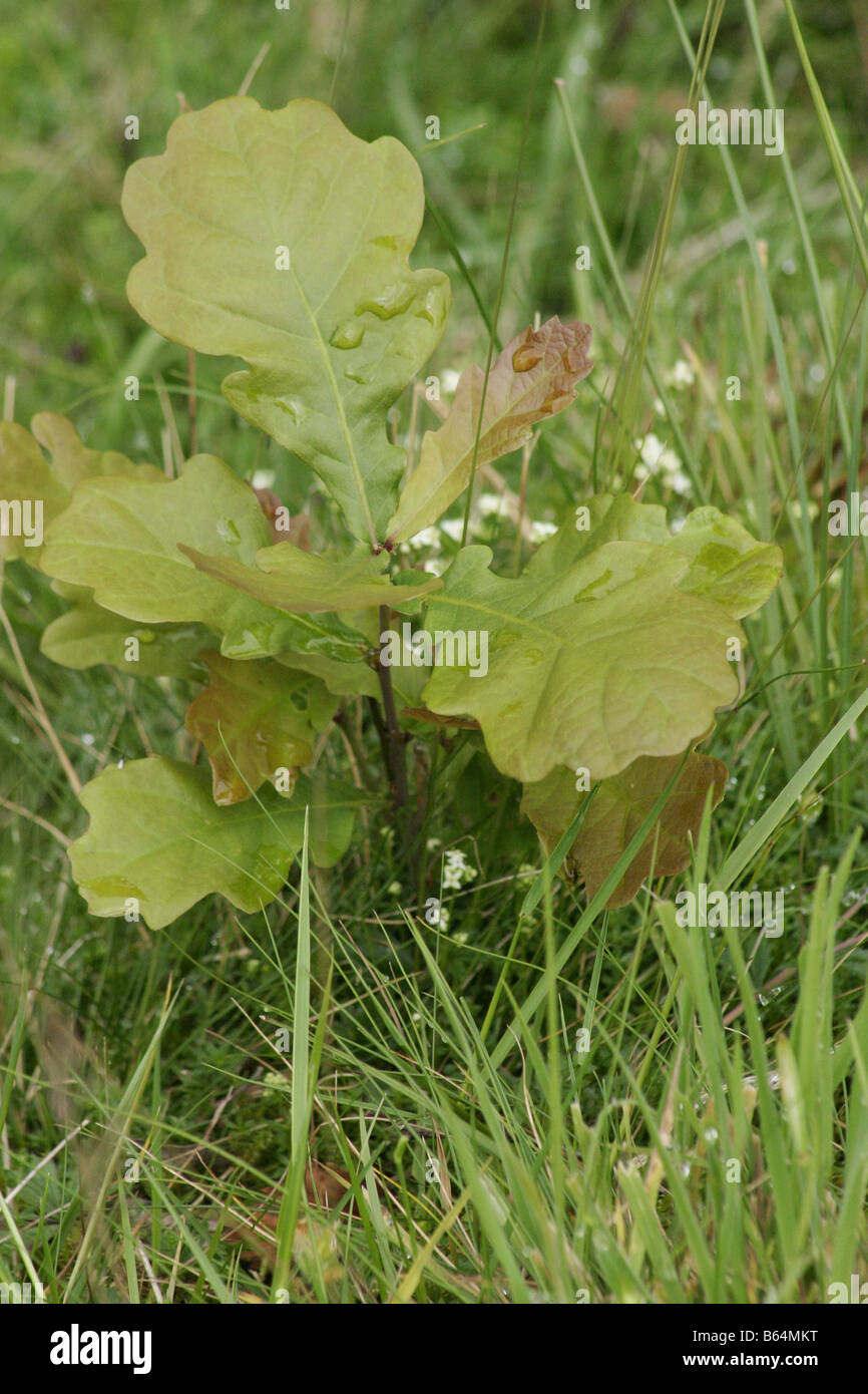 Seedling oak tree quercus robur hi-res stock photography and images - Alamy
