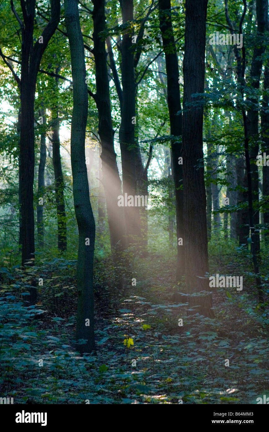 Shafts of Sunlight penetrating the depths of thick woodland Stock Photo ...