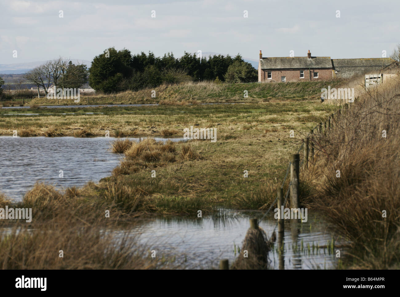 Solway birds hi-res stock photography and images - Alamy