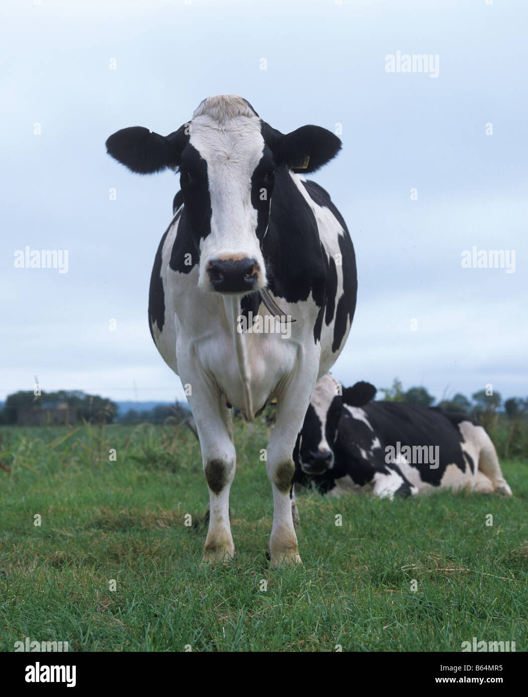 Holstein Friesian dairy cow facing the cameras East Devon Stock Photo ...