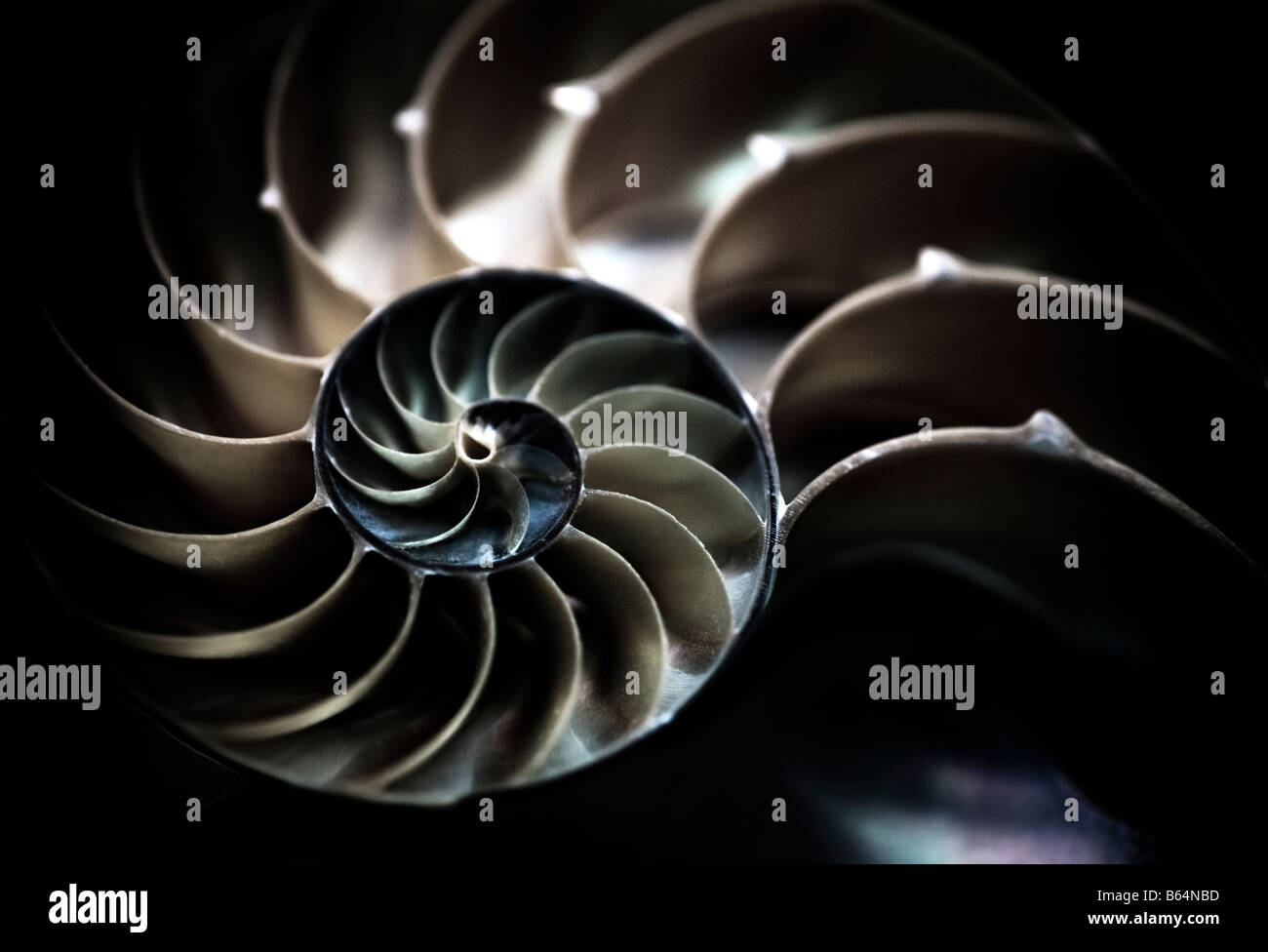 nautilus shell on black background Stock Photo - Alamy