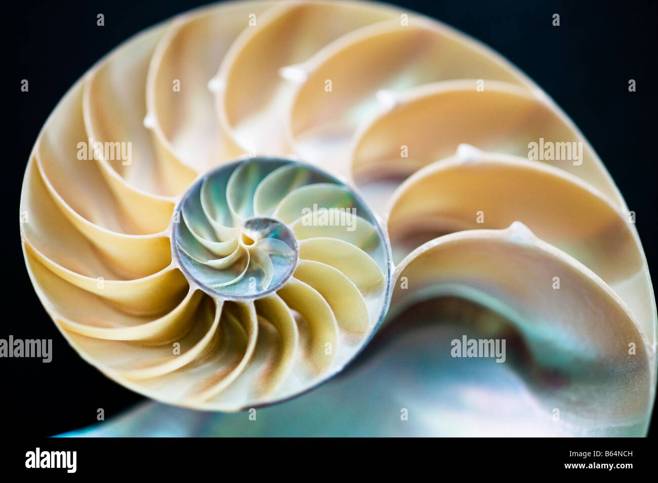 Nautilus shell hi-res stock photography and images - Alamy